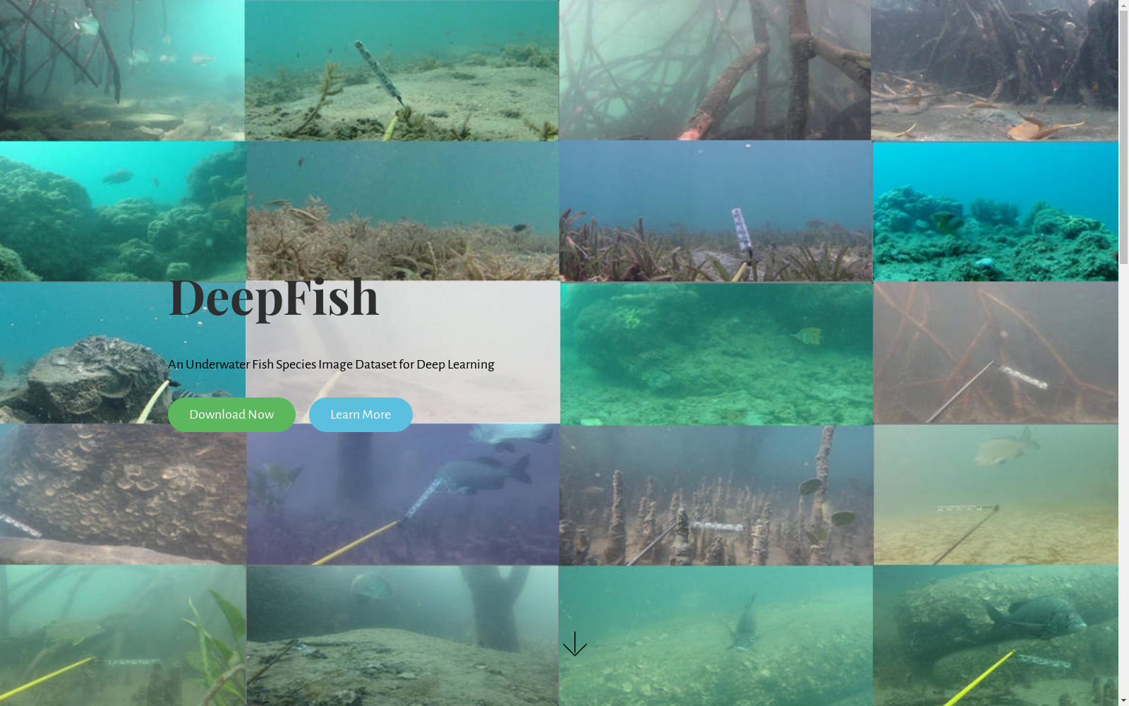 DeepFish|海洋生物监测数据集|计算机视觉数据集